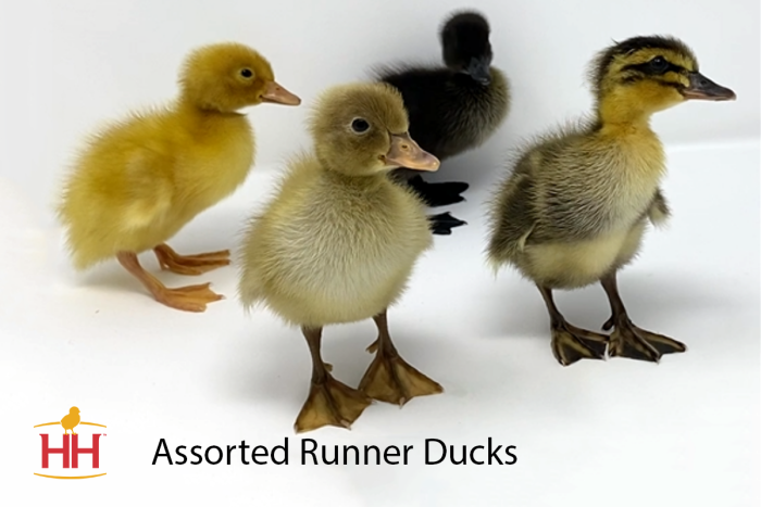 chocolate runner duckling