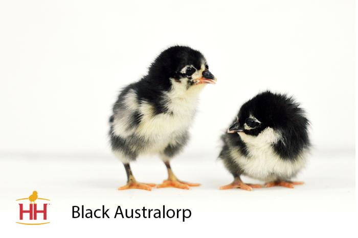 black australorp chicks