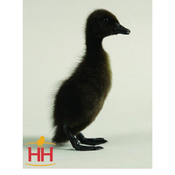 black runner duck