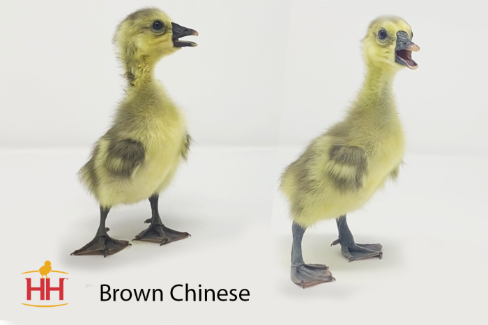 brown chinese goose weight