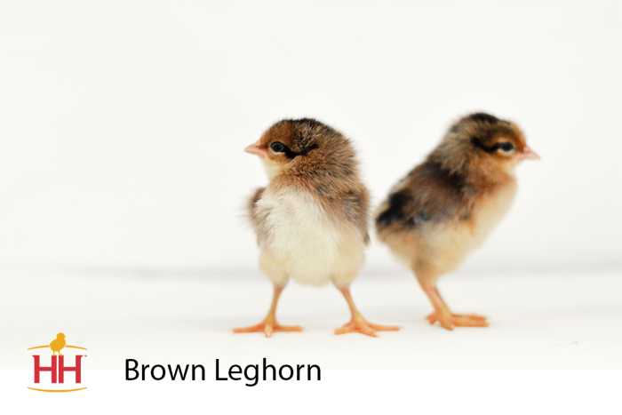 brown leghorn baby chicks