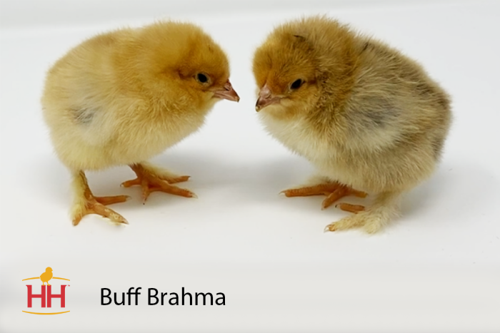 Buff Brahma Chicken