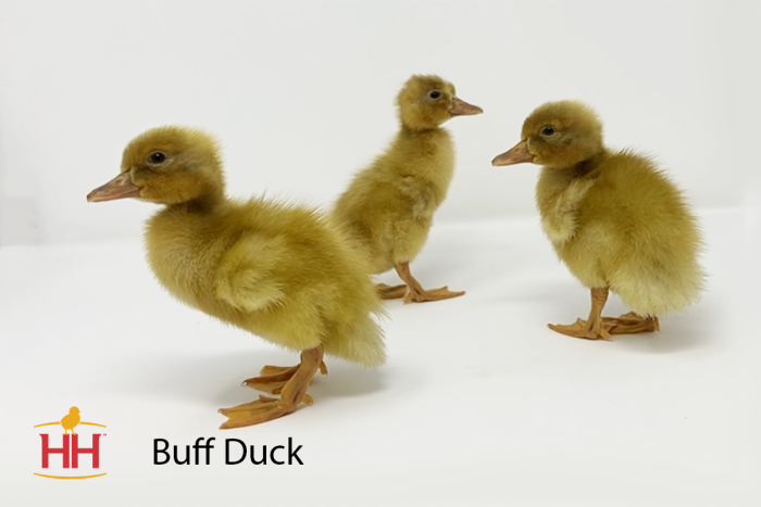 buff runner duckling