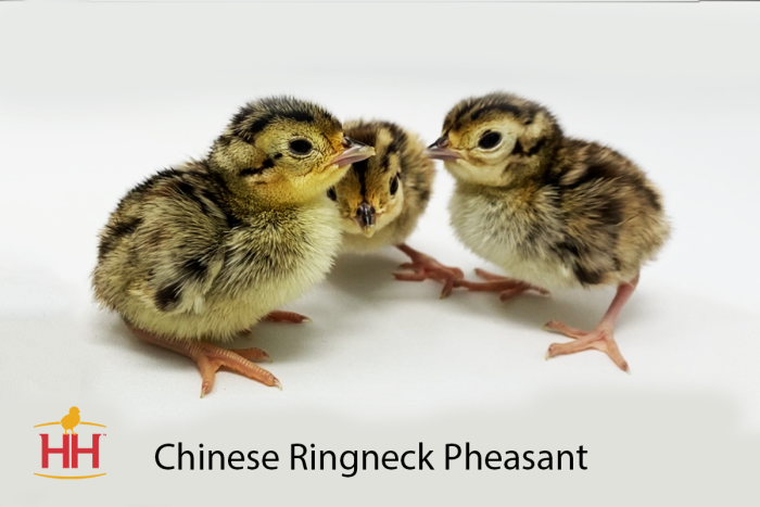 ringneck pheasant chicks
