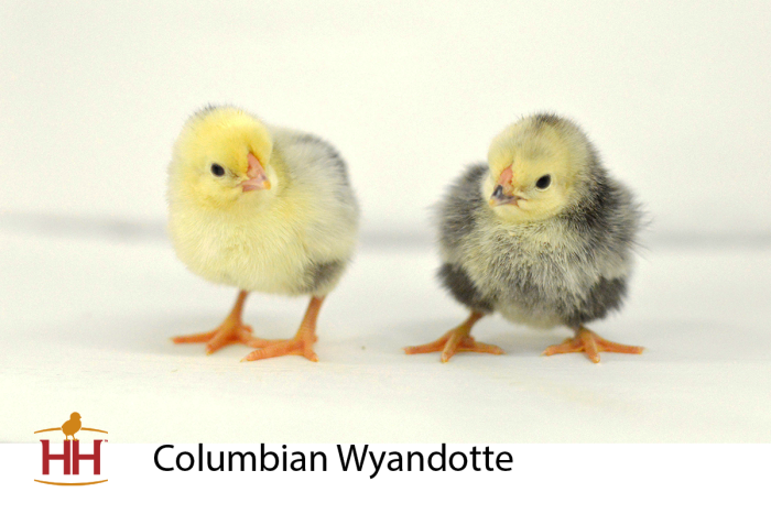 Columbian Wyandotte Chickens Columbian Wyandotte Hens