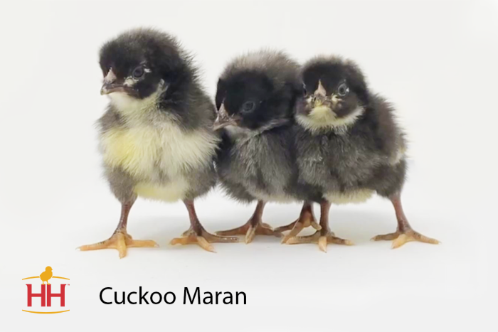 Cuckoo Maran Chicken Murray McMurray Hatchery Cuckoo Marans