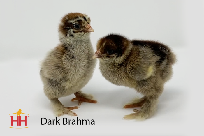dark brahma
