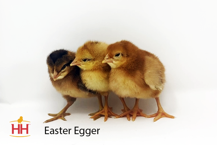 Easter Egger Baby Chicks