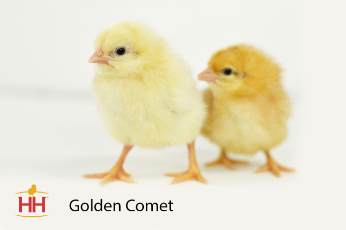 golden comet chicken eggs