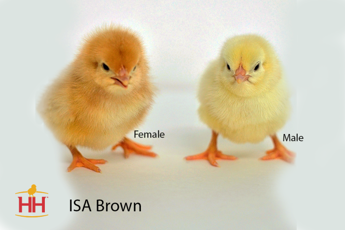 brown chickens