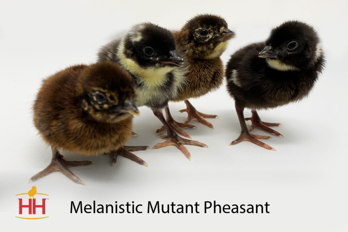 ringneck pheasant chicks