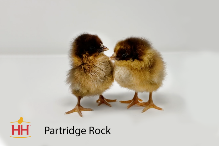 rock partrige