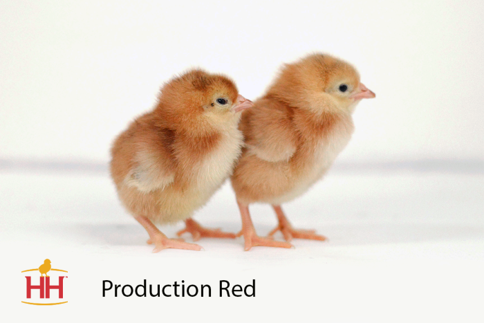 production red pullets