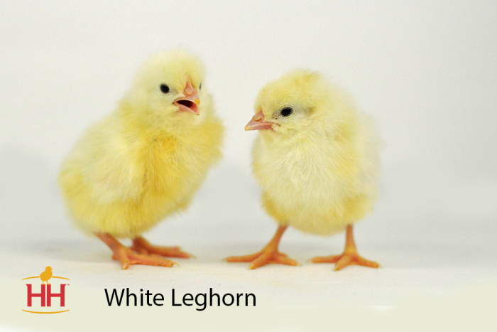 white hens chick