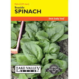 Spinacia, Spinach 'Seaside' Hybrid | Spikes & Houles Feed