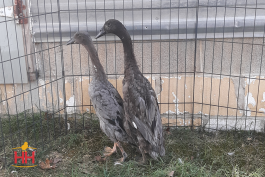 Blue Runner Duck | Spikes & Houles Feed