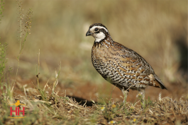 Bobwhite Quail | Spikes & Houles Feed