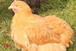 Buff Cochin (Min. Order QTY: 15) | Spikes & Houles Feed