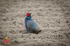 Melanistic Mutant Pheasant | Spikes & Houles Feed