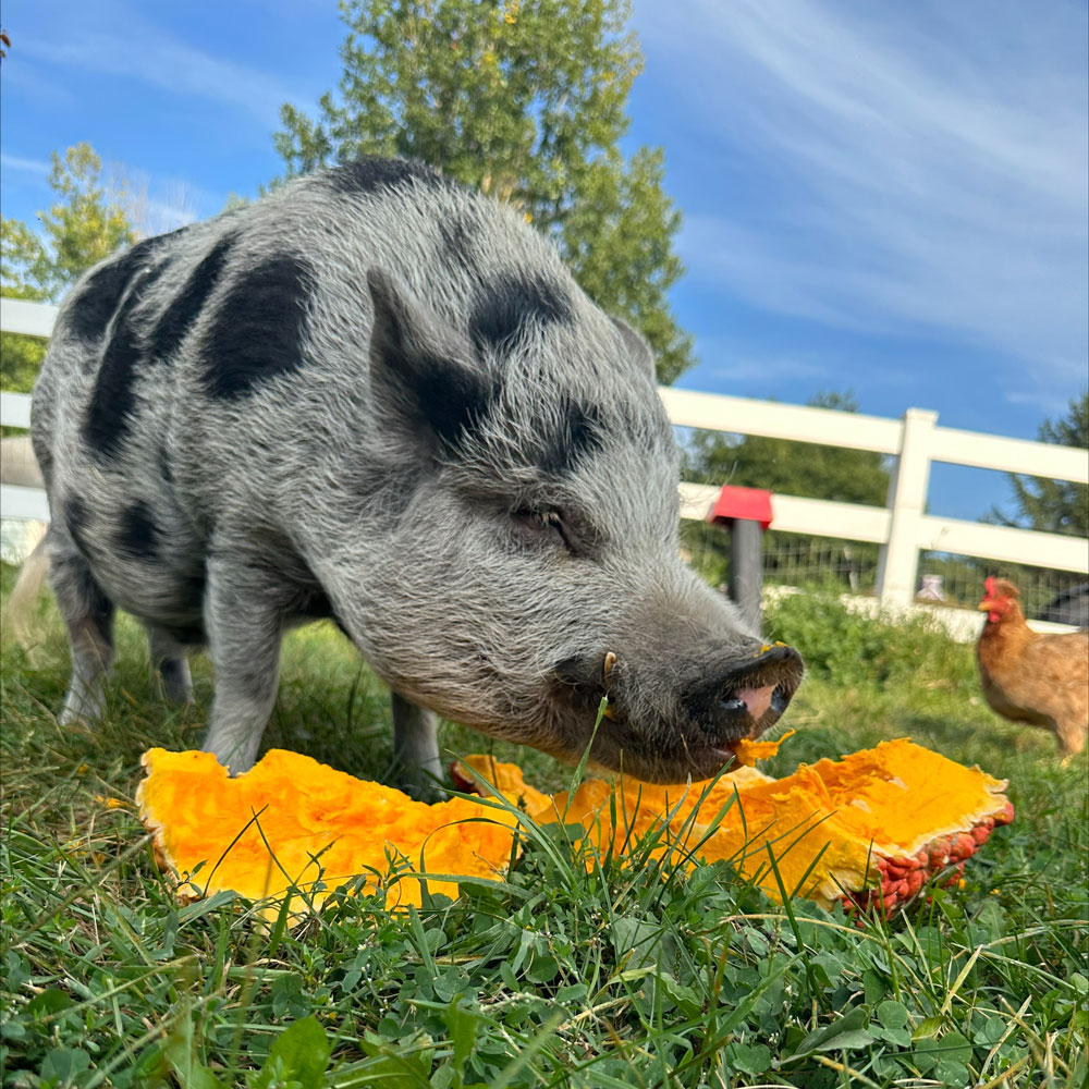 Spikes & Houles Feed, Seed and Pet Supply | Spikes & Houles Feed